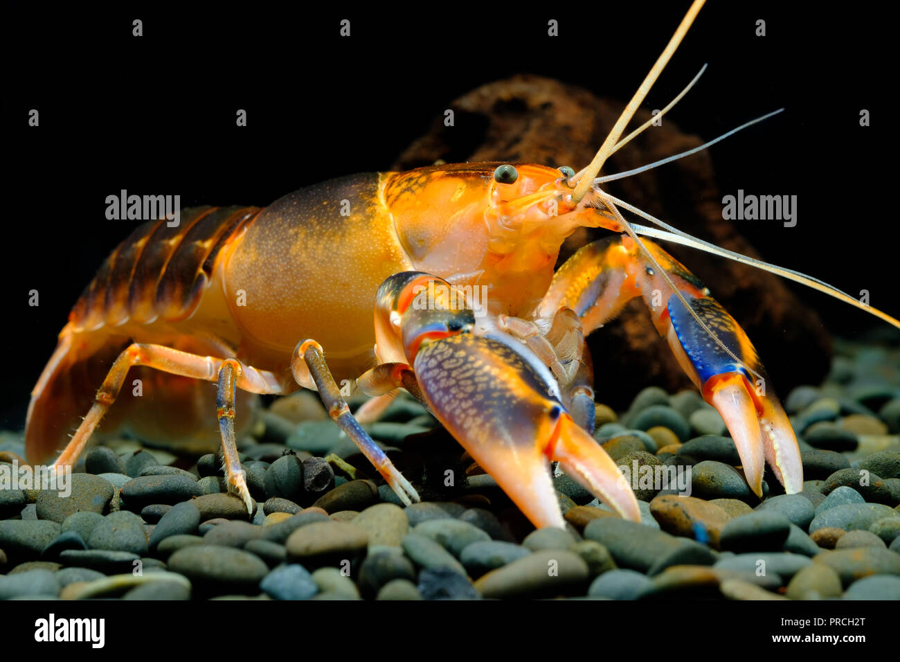 Cherax Destructor volcano Thailand Breeding Stock Photo - Alamy