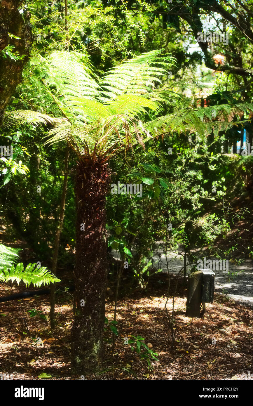 Tree like fern hi-res stock photography and images - Alamy