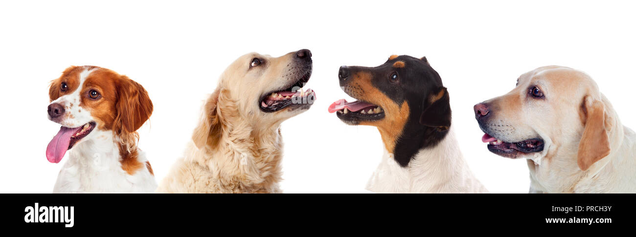 Four differents dogs isolated on a white background Stock Photo - Alamy