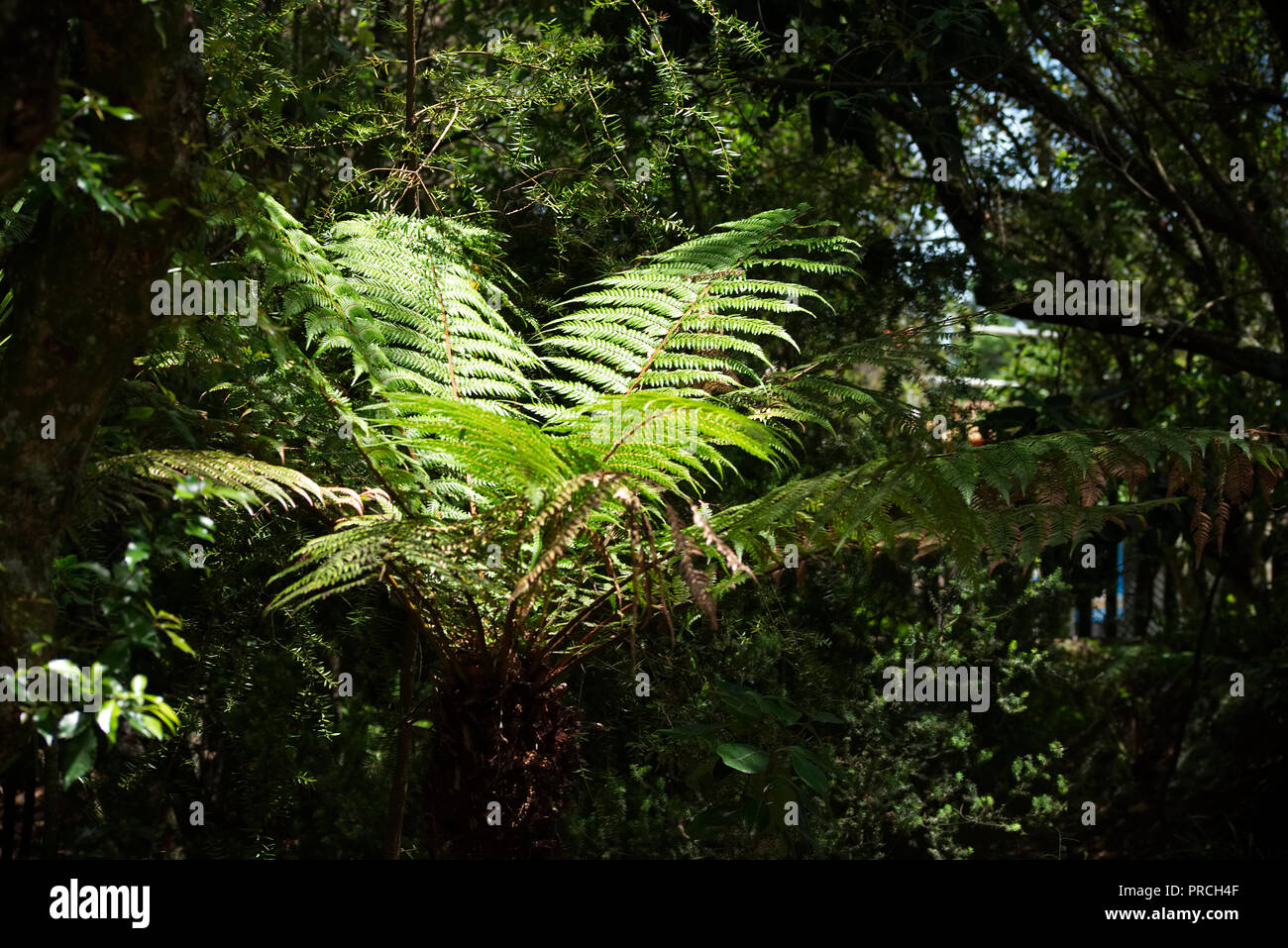 Tree like fern hi-res stock photography and images - Alamy