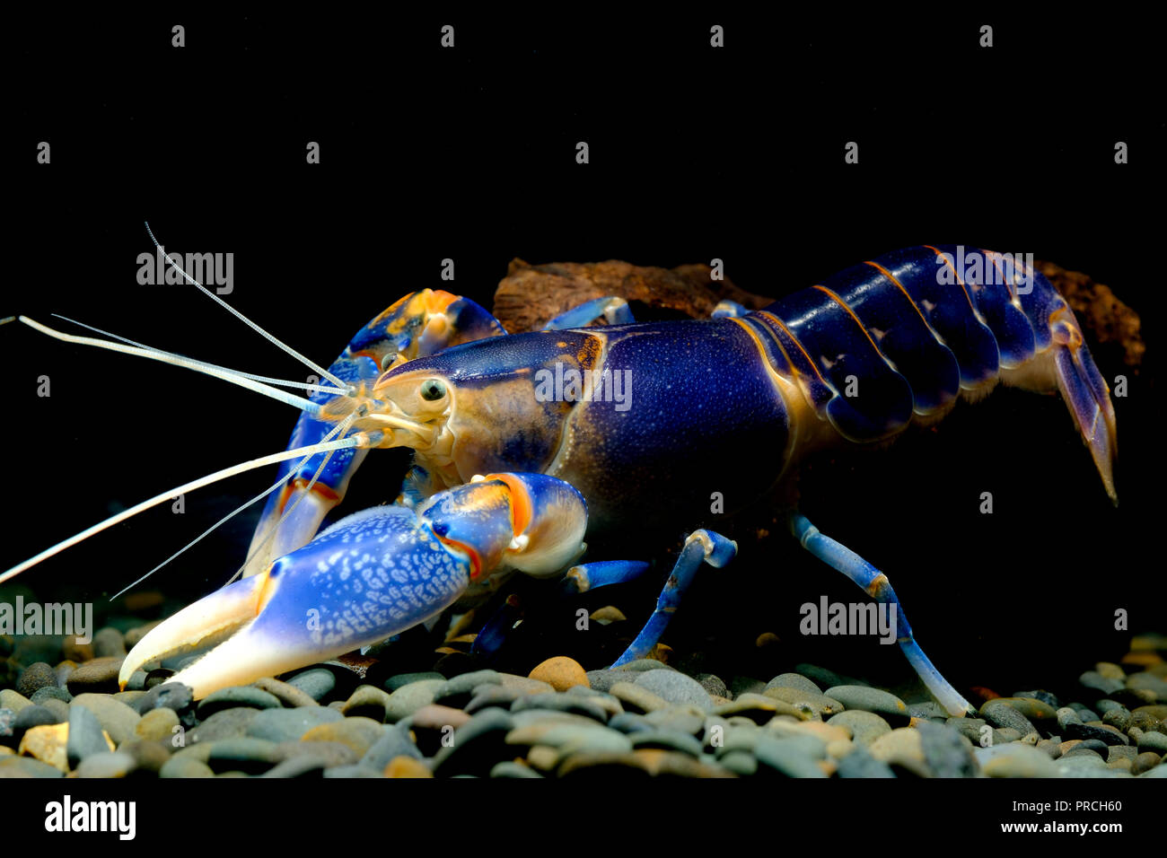 Cherax destructor hi-res stock photography and images - Alamy