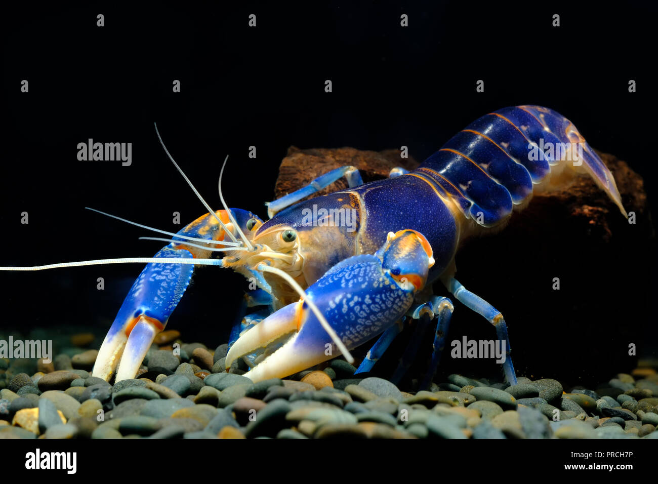 Cherax destructor hi-res stock photography and images - Alamy