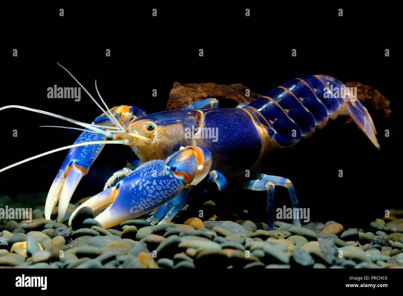 Cherax Destructor volcano in the aquarium Stock Photo - Alamy
