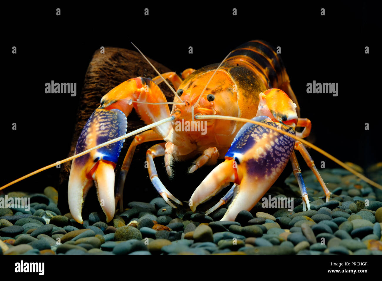 Cherax destructor hi-res stock photography and images - Alamy