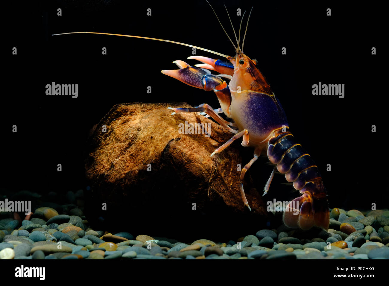 Cherax Destructor volcano Thailand Breeding Stock Photo - Alamy