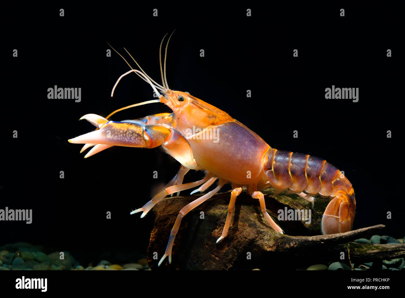Cherax destructor hi-res stock photography and images - Alamy