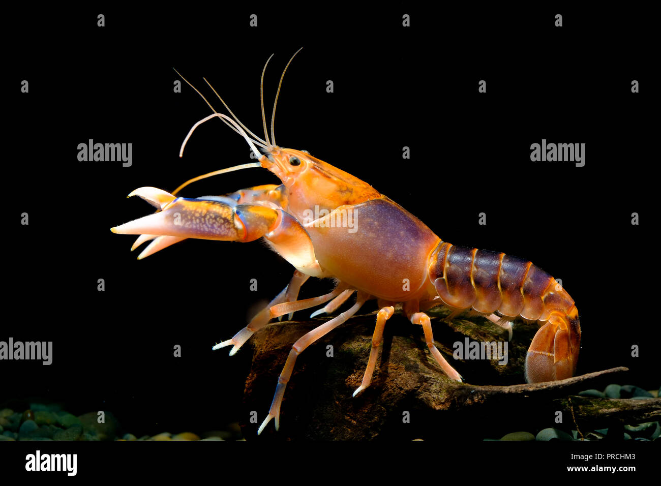 shrimp lobster cherax yabby Crayfish destructor volcano Thailand ...