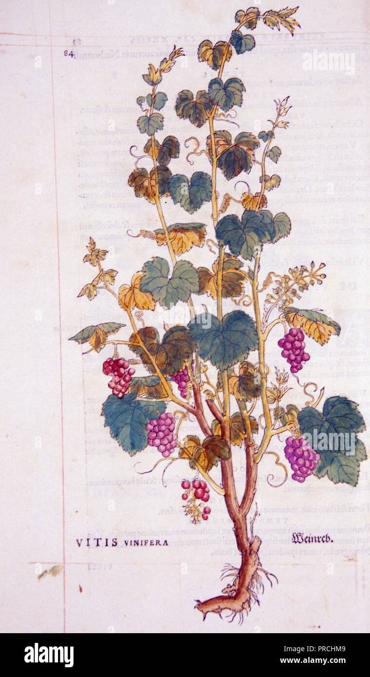 Grapevine drawing hi-res stock photography and images - Alamy