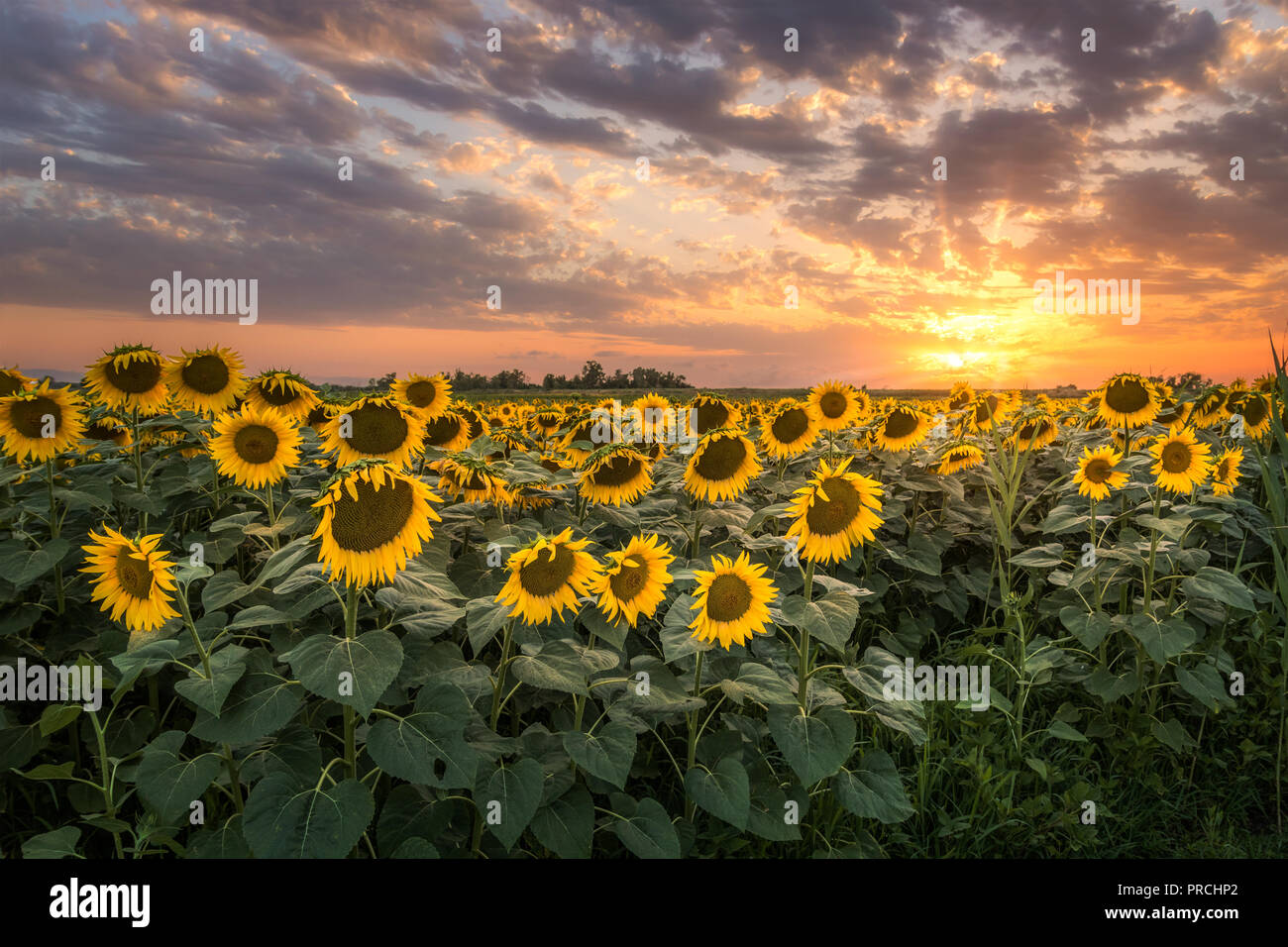 Sunflower Sunset Cover Photo