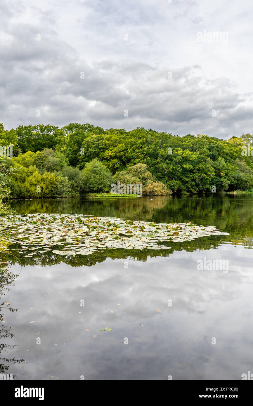New forest water park hi-res stock photography and images - Alamy