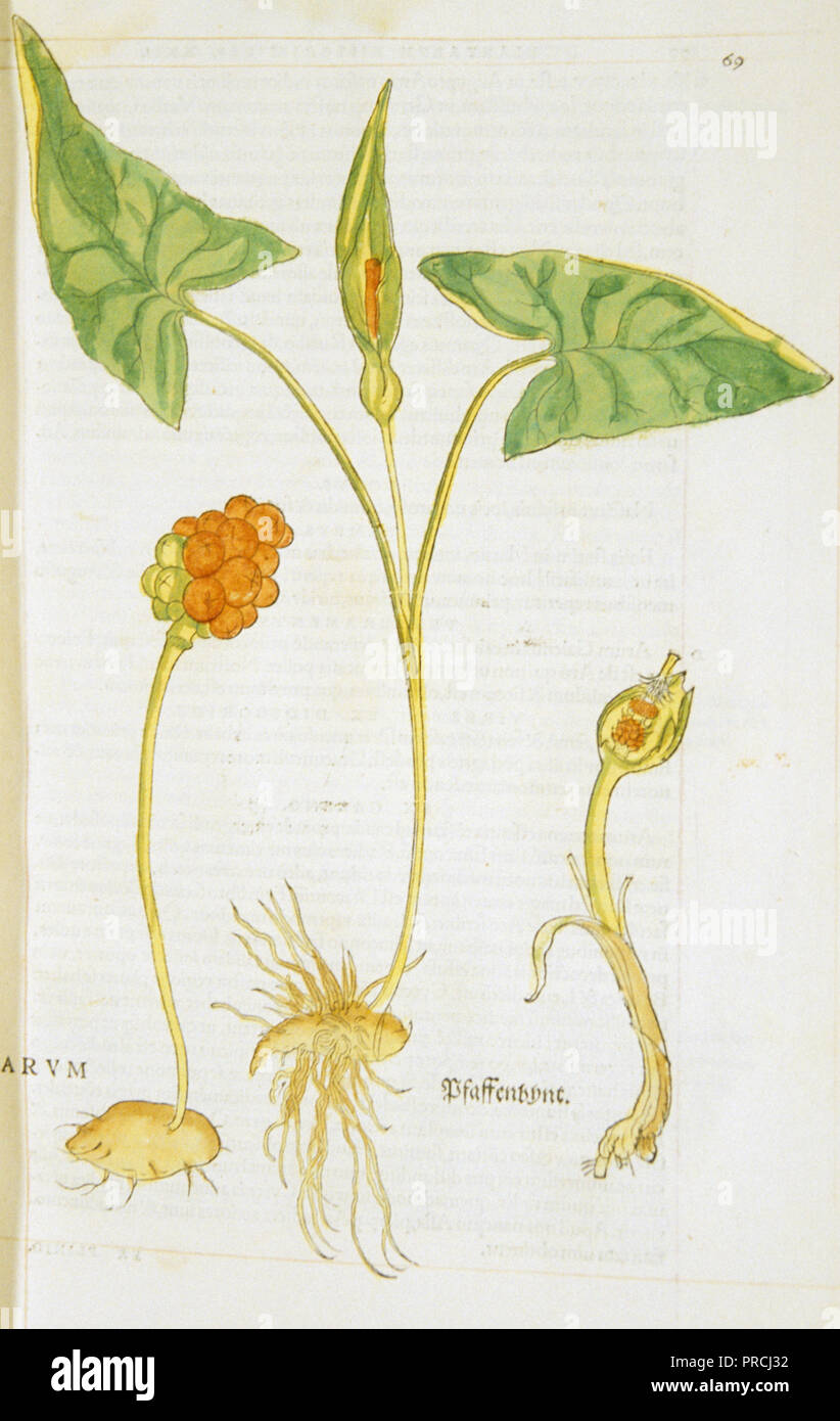 Hand-colored woodcut of the arum plant Stock Photo - Alamy