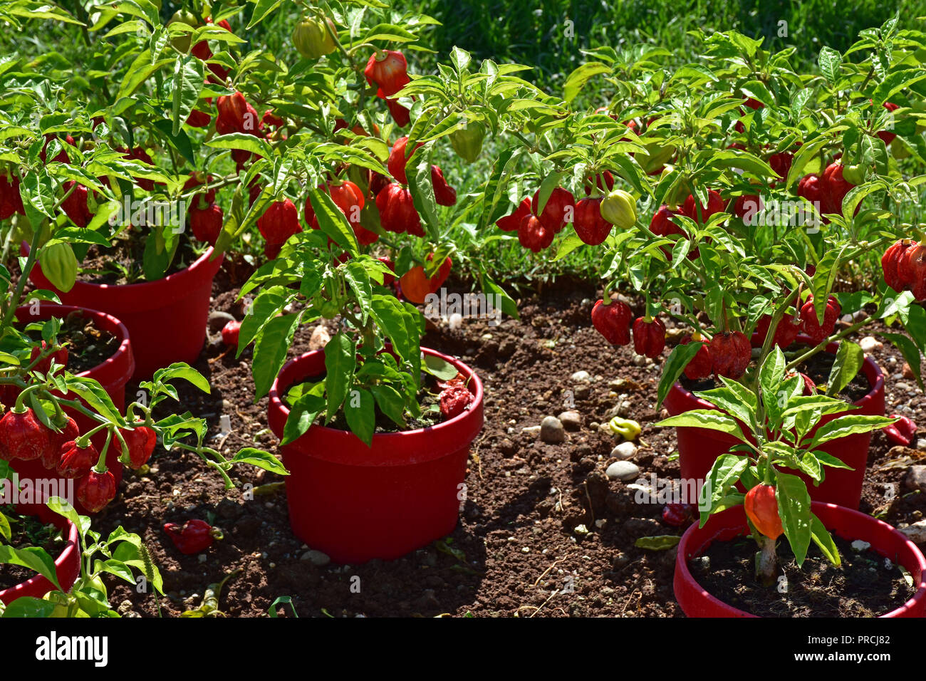Spicy red pepper plants for the kitchen Stock Photo - Alamy