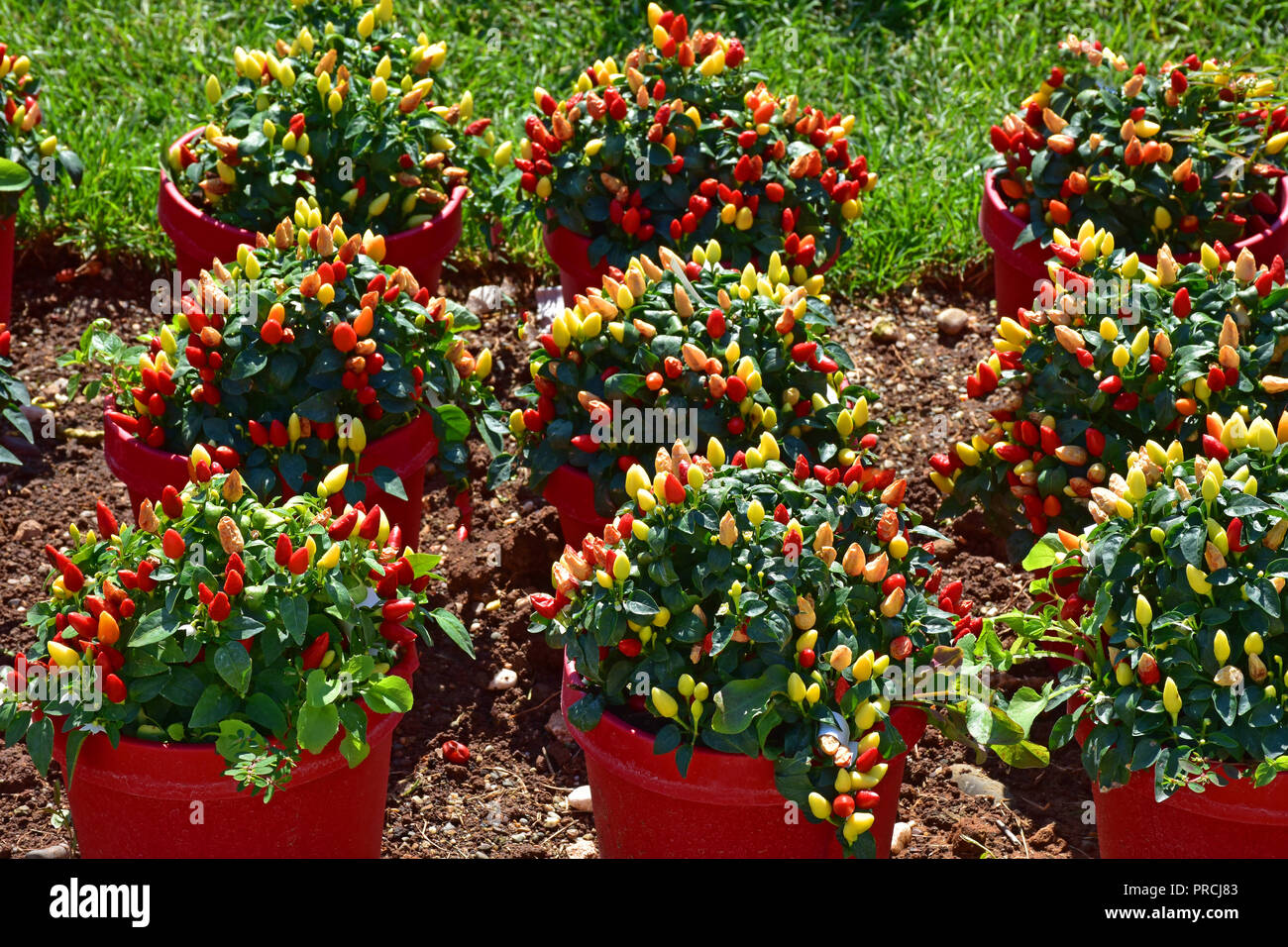 Spicy red pepper plants for the kitchen Stock Photo - Alamy