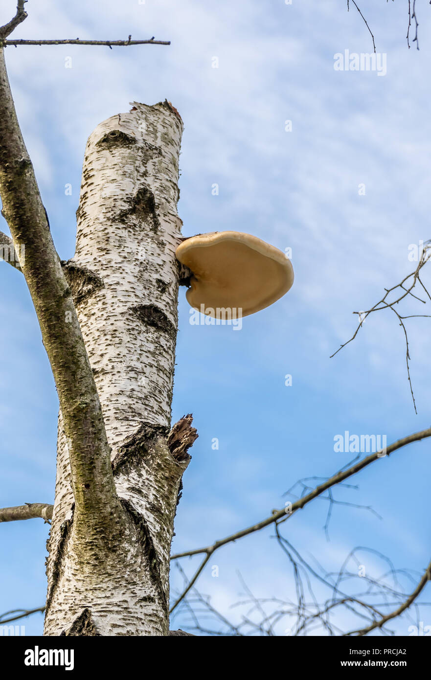 Birch Polypore Razor Strop Fungus on birch tree in the New Forest ...