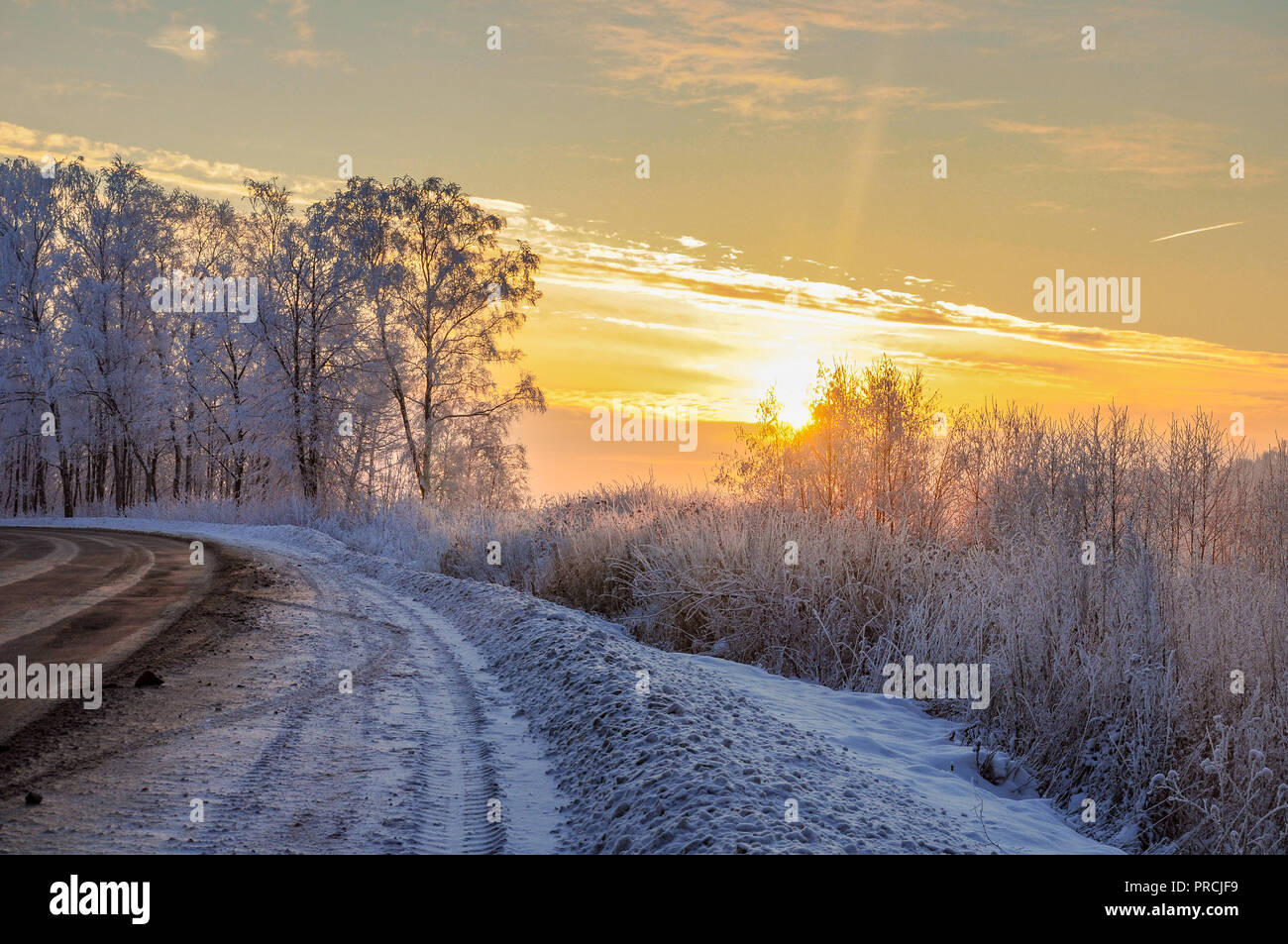 Snowy January morning in Nevsky forest Park. The Bank of the river Neva ...