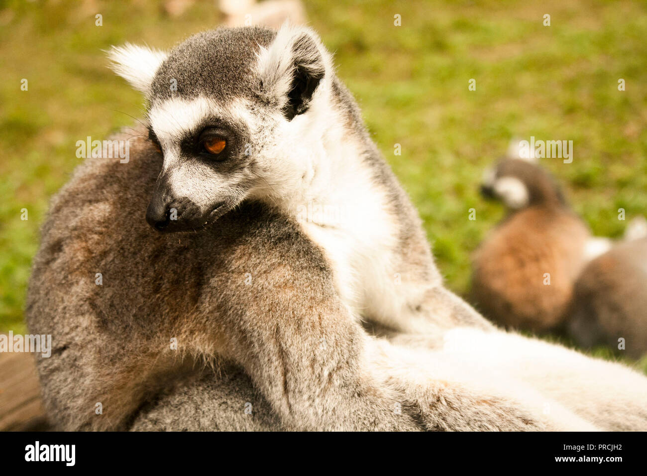 Blackpoolzoo hi-res stock photography and images - Alamy