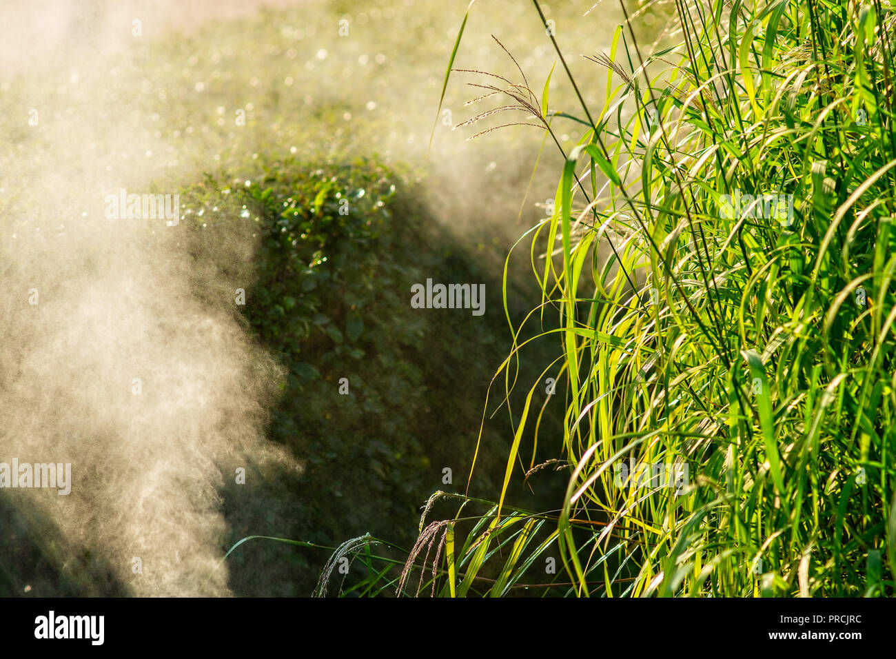 Watering of green decorative reed in the garden. Green plants, white ...