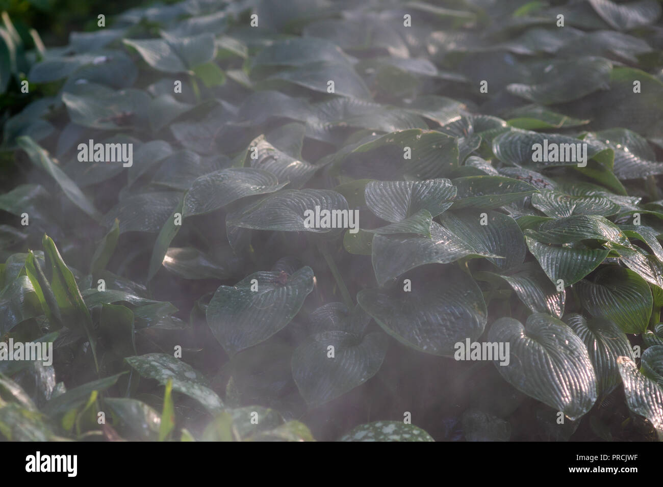 Watering of the hosta plants in the shady garden. Green wet leaves ...