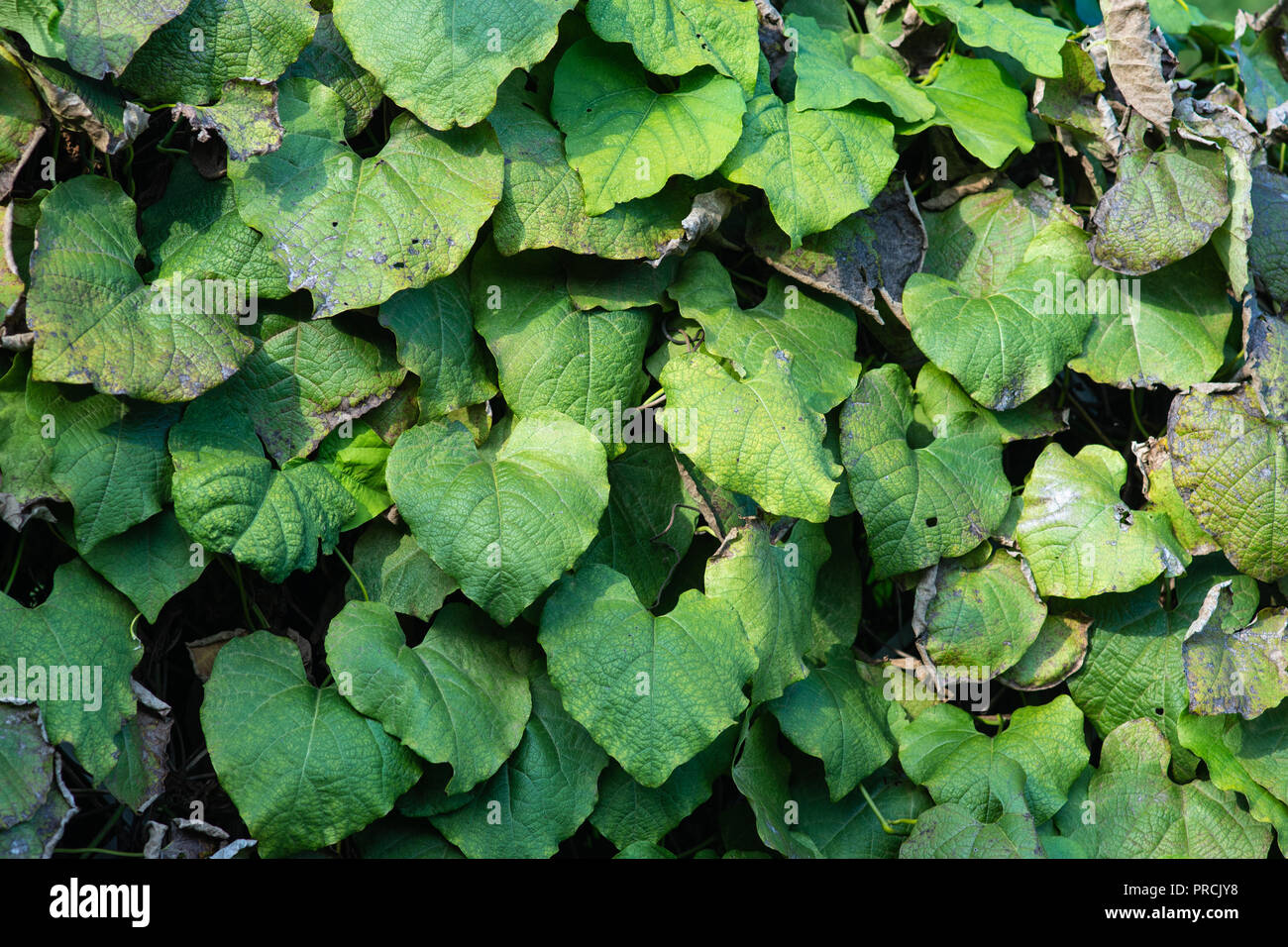 Green leaves of a decorative creeper plant. A wall or hedge of foliage ...