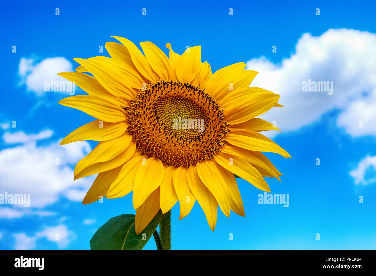 Happy sun flower hi-res stock photography and images - Alamy