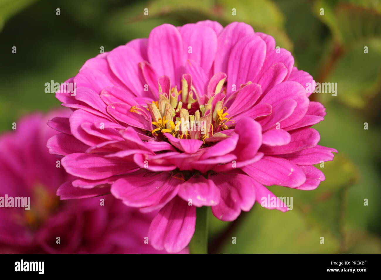 Two colour roses hi-res stock photography and images - Alamy