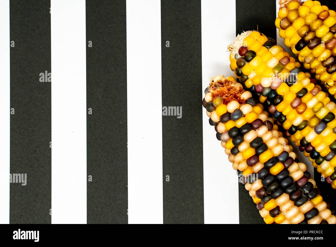 Indian corn husks and kernals. Colorful vegetable, useful for fall ...