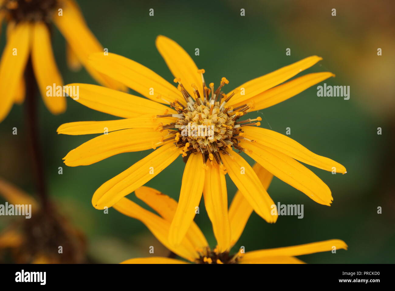 Two colour roses hi-res stock photography and images - Alamy