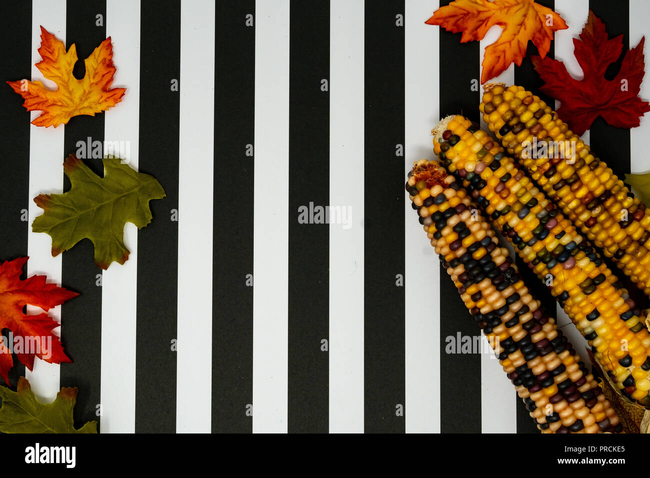 Indian corn husks and kernals. Colorful vegetable, useful for fall ...