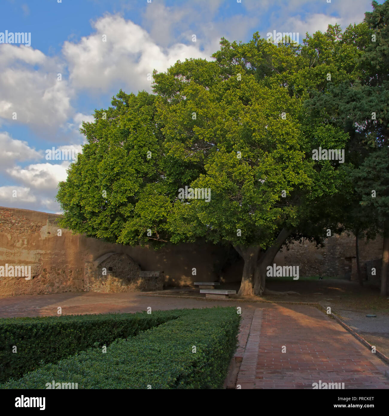 Tree with benches and hedge in Gibralfaro moorish castle, with cypress ...