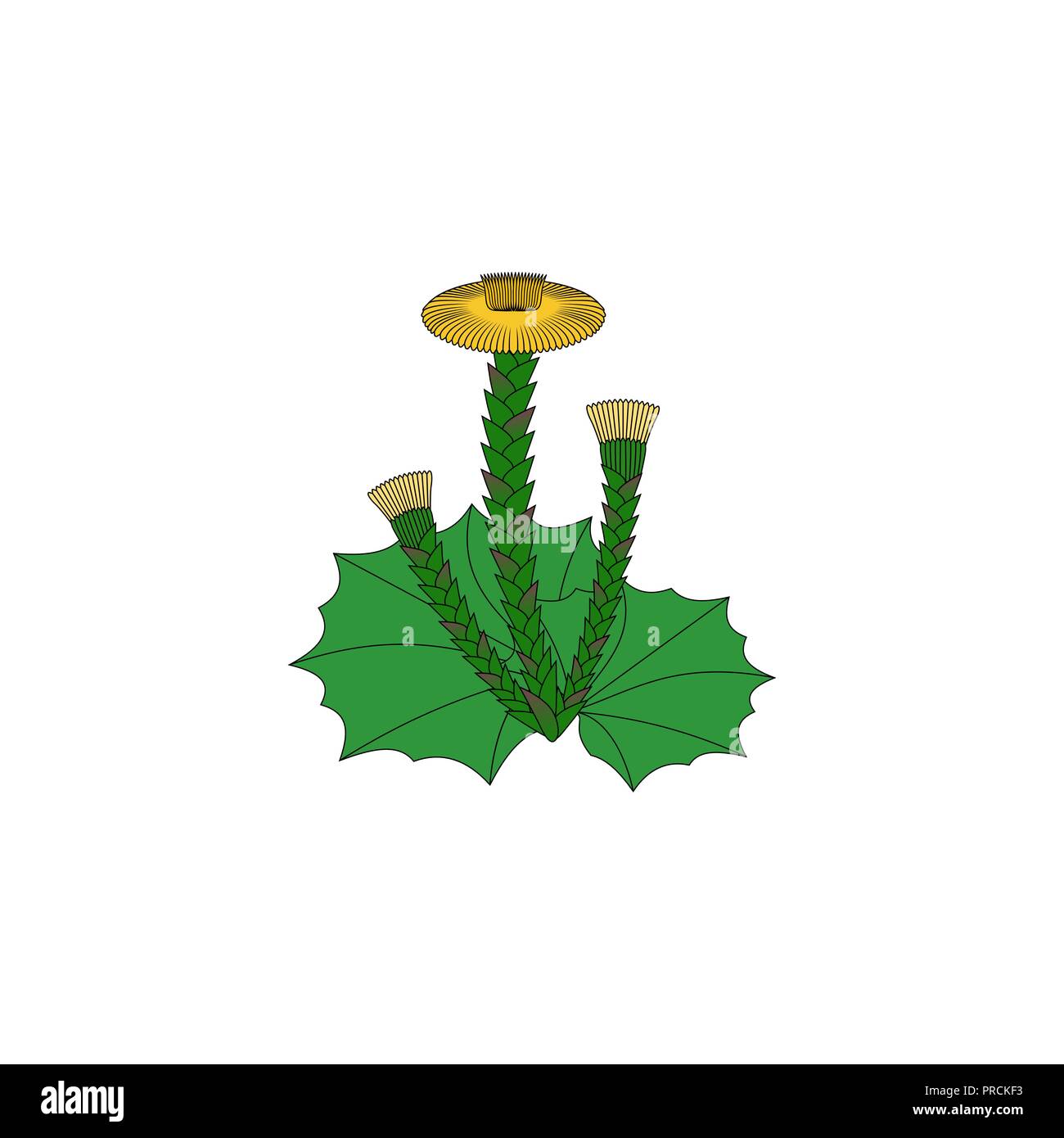 medicinal herb icon Stock Vector Image & Art - Alamy