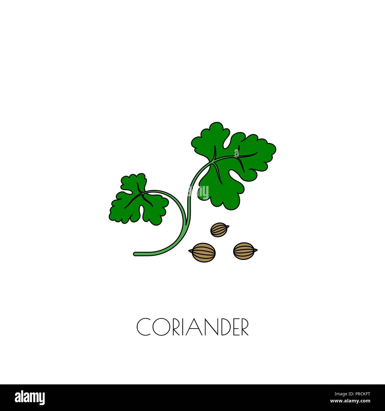 Spice coriander icon Stock Vector Image & Art - Alamy