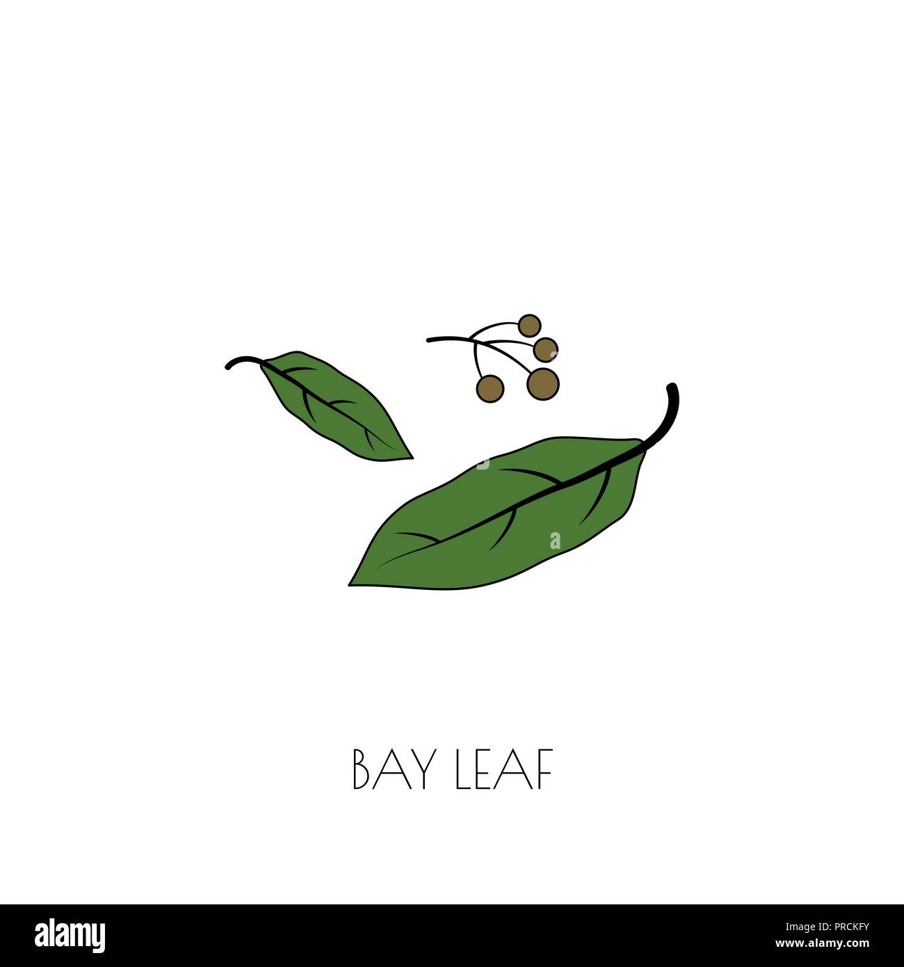 Bay leaf on white Stock Vector Images - Alamy
