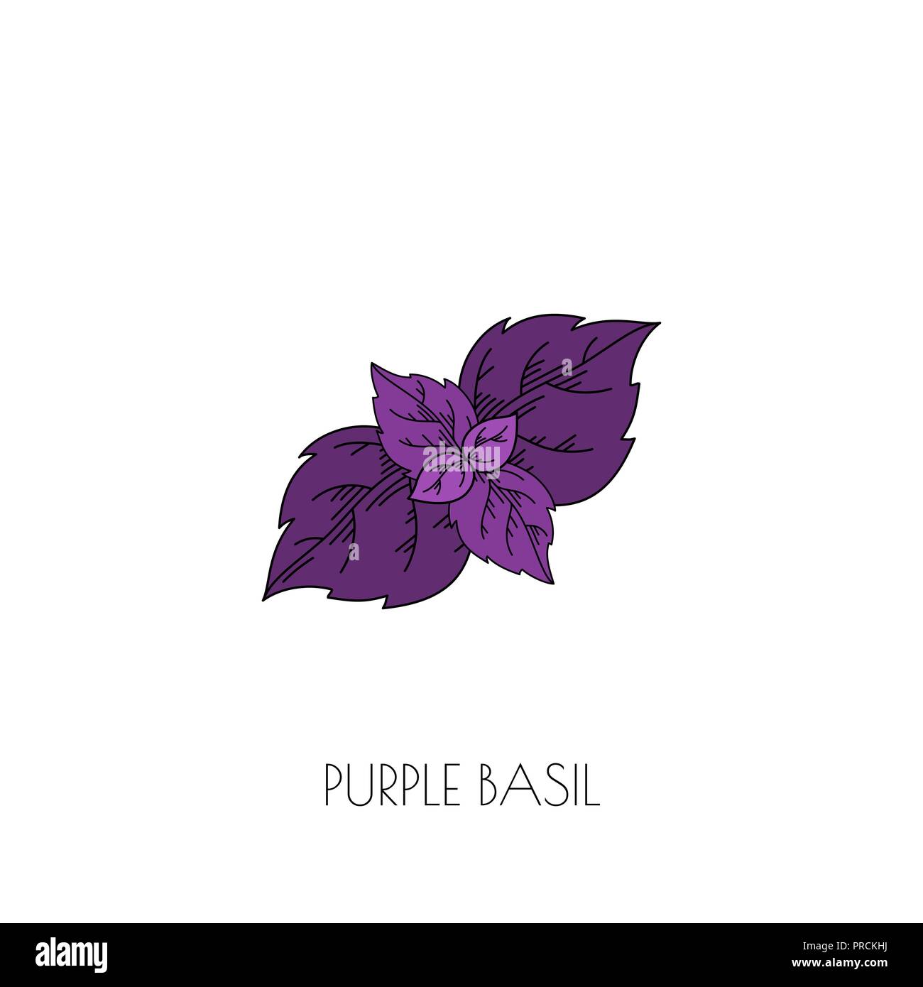 Fresh green basil herb Stock Vector Images - Alamy