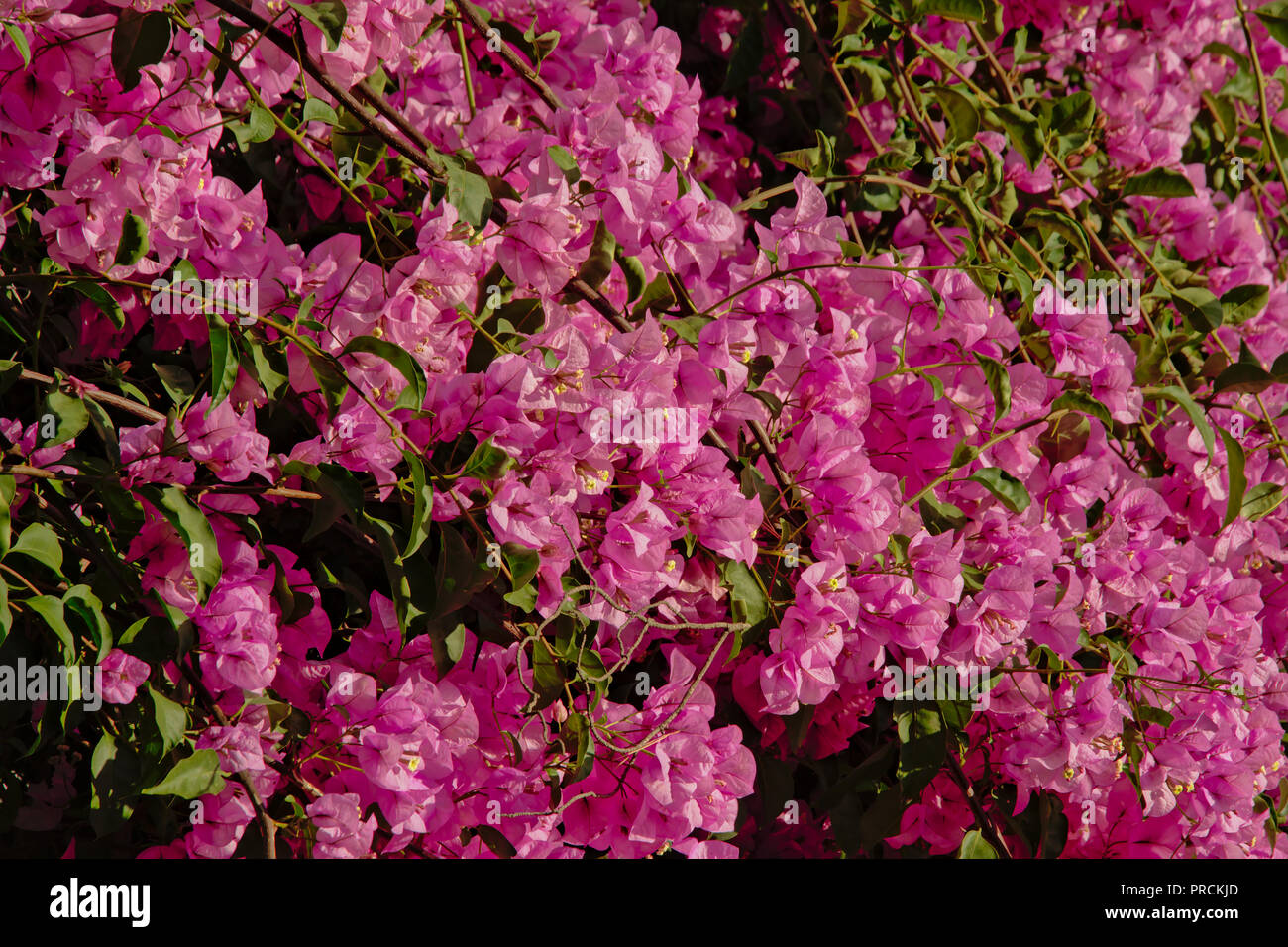 Bougain High Resolution Stock Photography and Images - Alamy