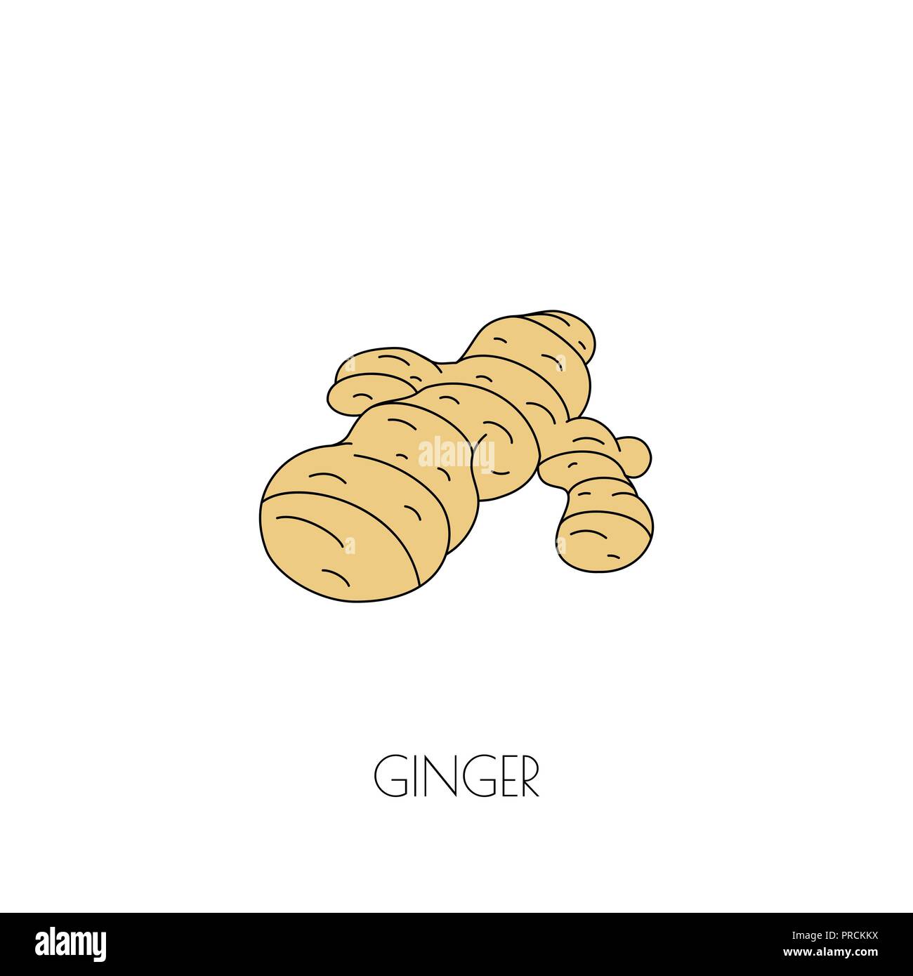 Fresh ginger root sketch hi-res stock photography and images - Alamy Fresh ginger root sketch hi-res stock photography and images - Alamy