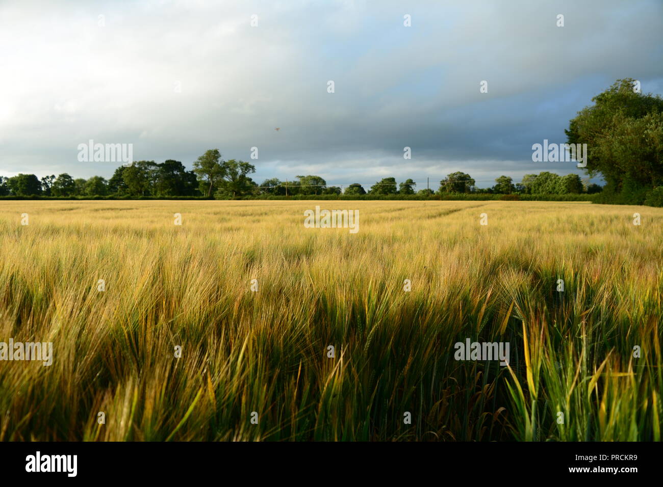 Plot of land field uk hi-res stock photography and images - Alamy