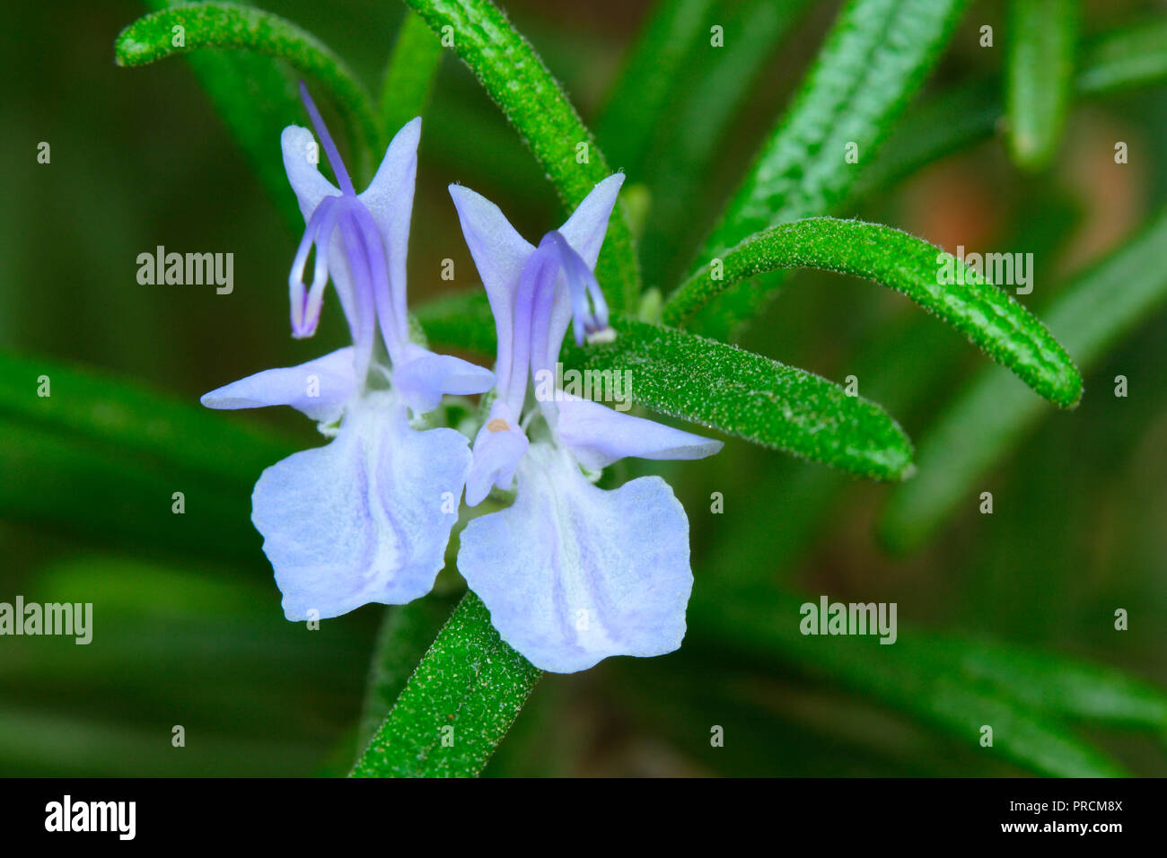 Rosmarinus officinalis rosemary flower hi-res stock photography and ...