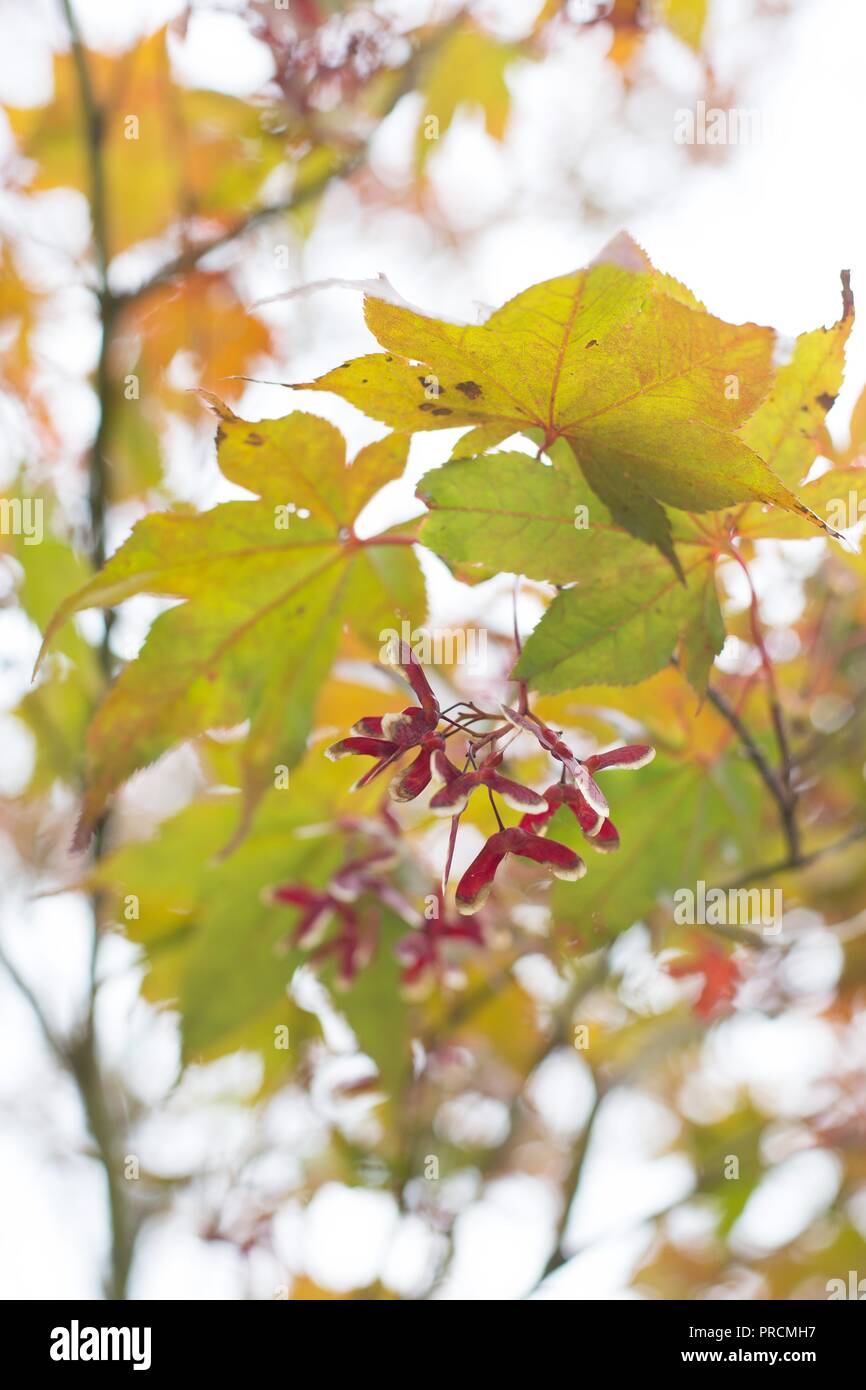Bloodgood japanese maple hi-res stock photography and images - Alamy