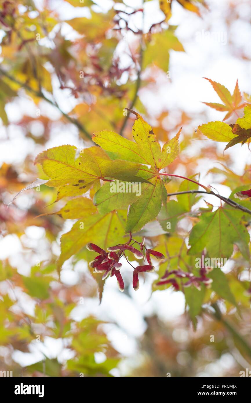 Close up of an Acer Palmatum Bloodgood (Japanese Maple) tree in autumn ...