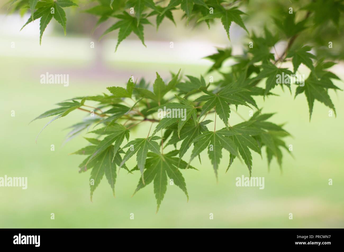 Close up of green leaves of a Japanese maple tree at Alton Baker park ...