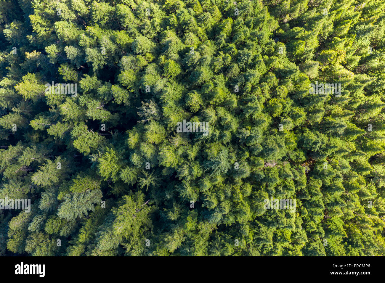 Aerial view of a pine forest in Canada Stock Photo - Alamy