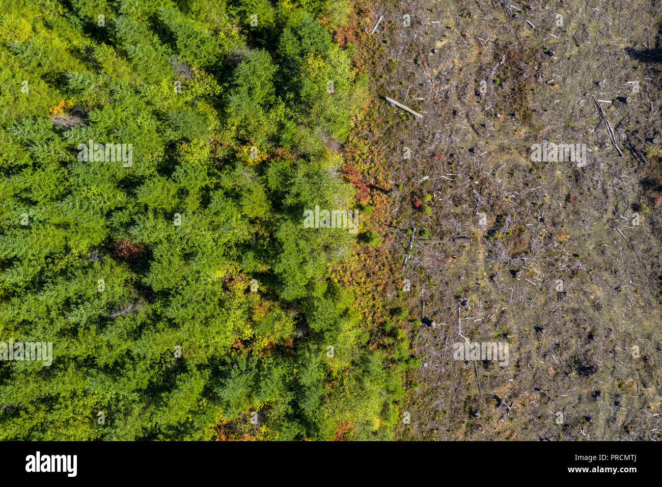 Rainforest deforestation aerial view hi-res stock photography and ...