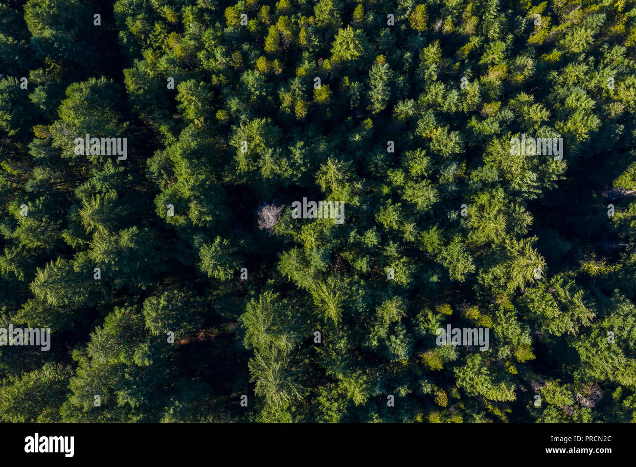 Aerial view of a pine forest in Canada Stock Photo - Alamy