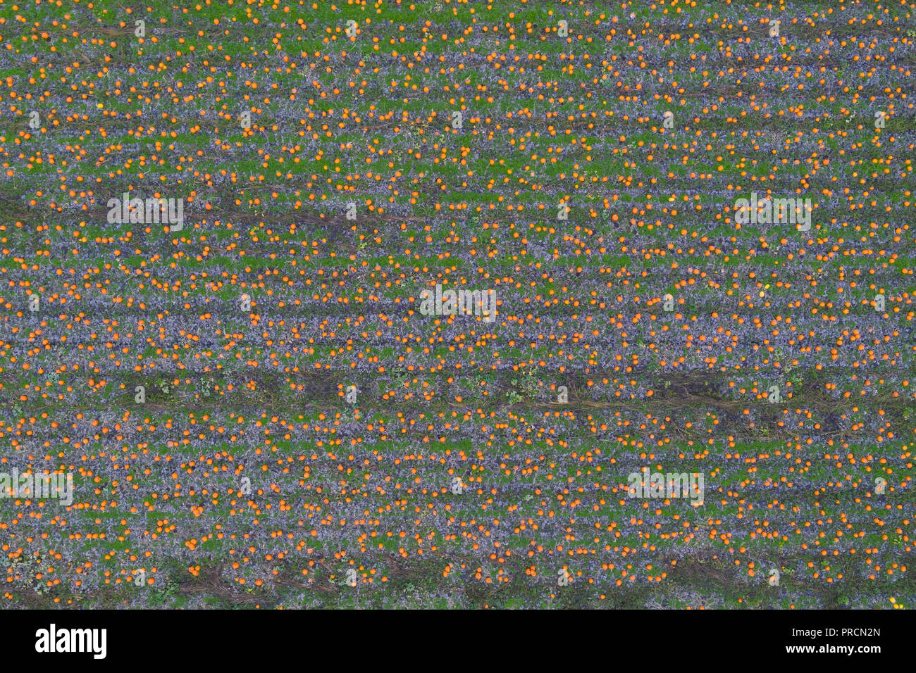 Pumpkin patch aerial hi-res stock photography and images - Alamy