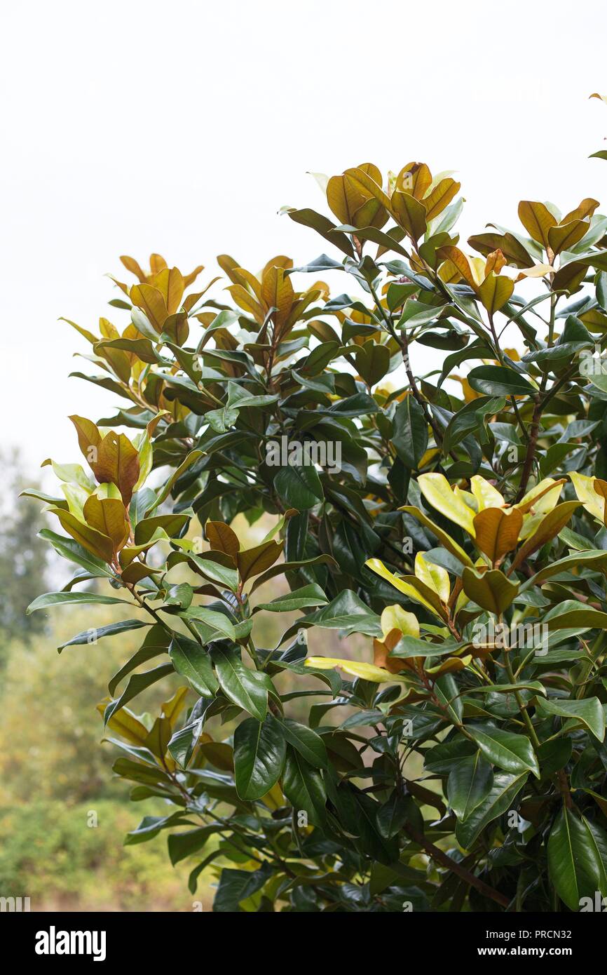 Magnolia grandiflora victoria hi-res stock photography and images - Alamy