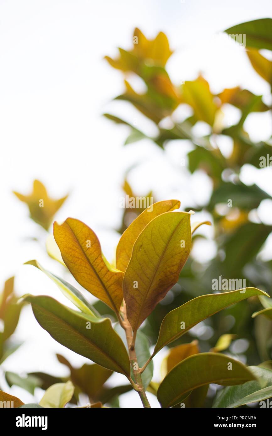 Magnolia grandiflora victoria hi-res stock photography and images - Alamy
