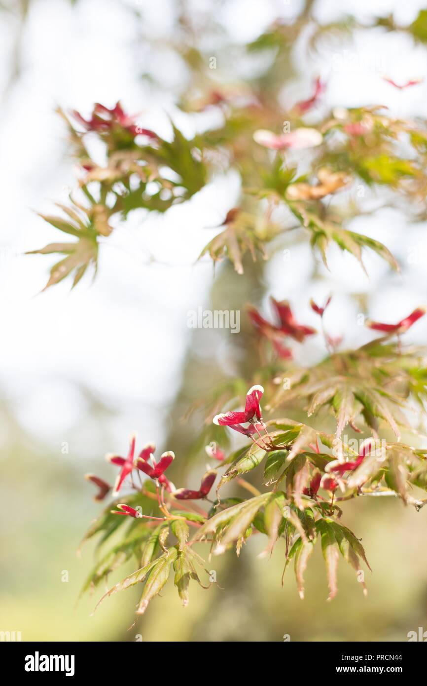 A Trompenburg Japanese maple tree in autumn, at Alton Baker park in ...