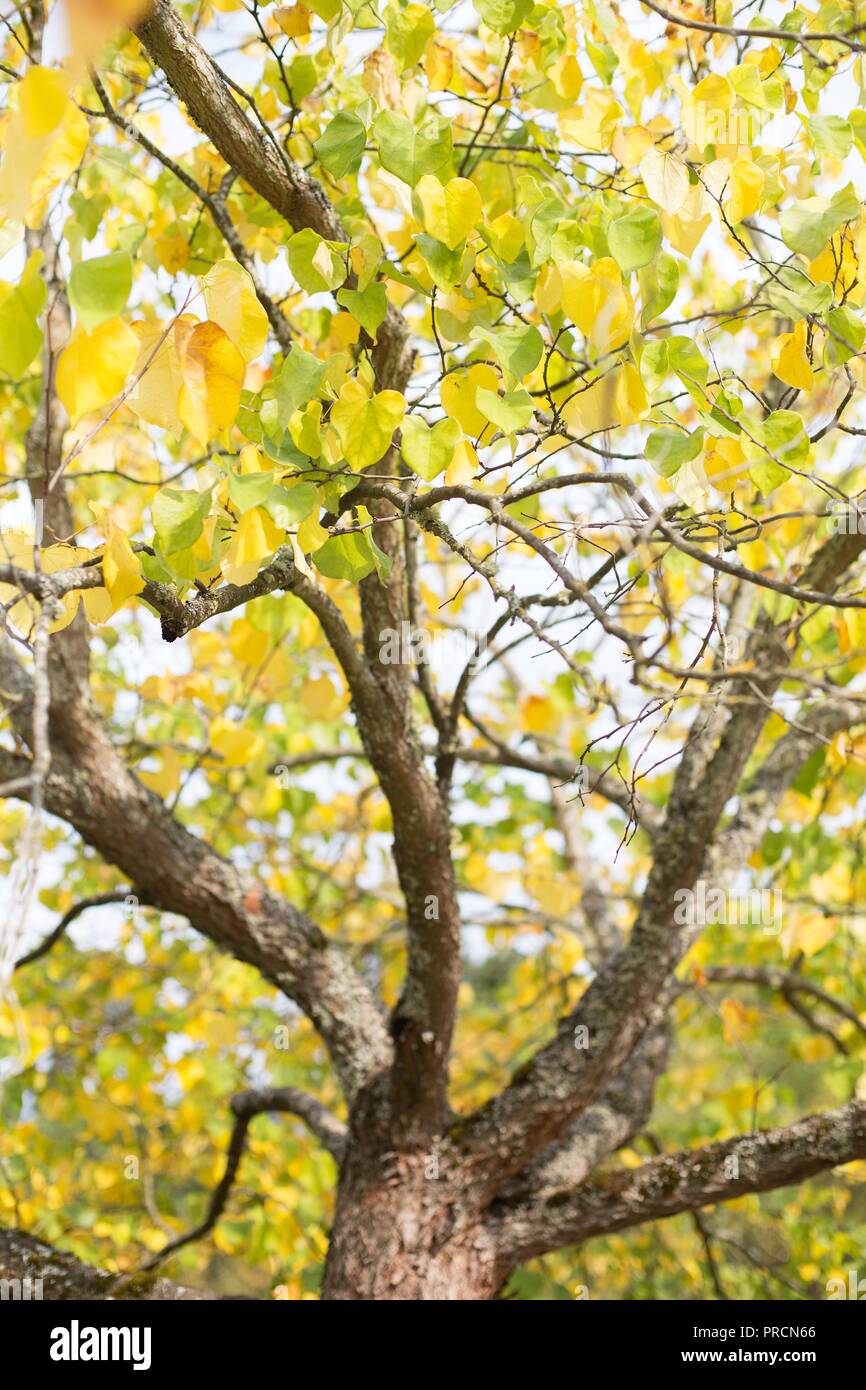 Golden redbud tree hi-res stock photography and images - Alamy