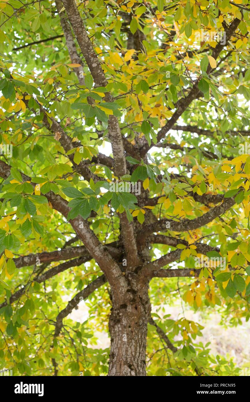 Tupelo tree hi-res stock photography and images - Alamy