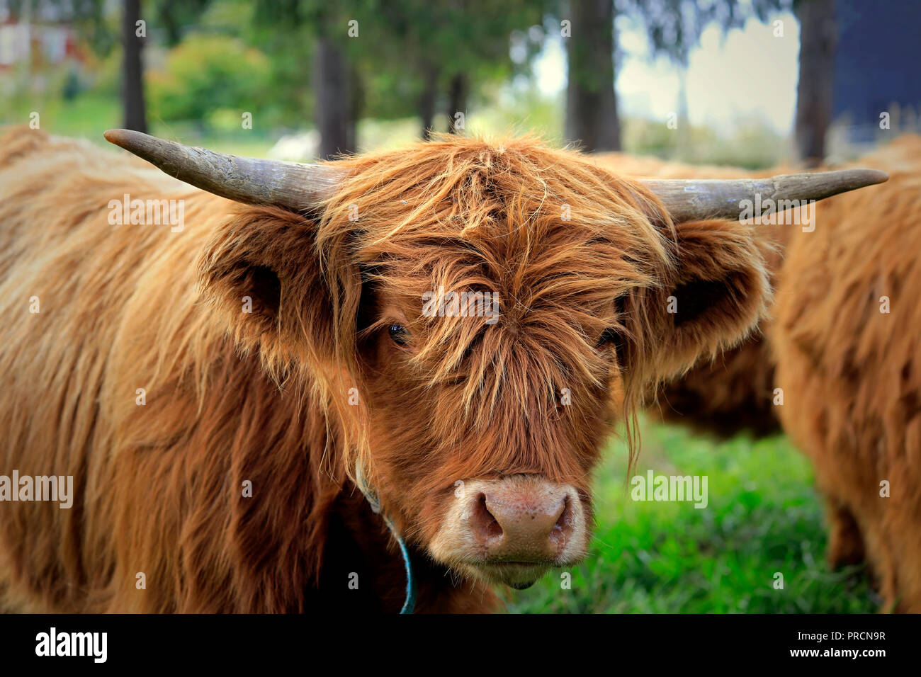 Close up portrait of a young Highland bull on field among herd of ...